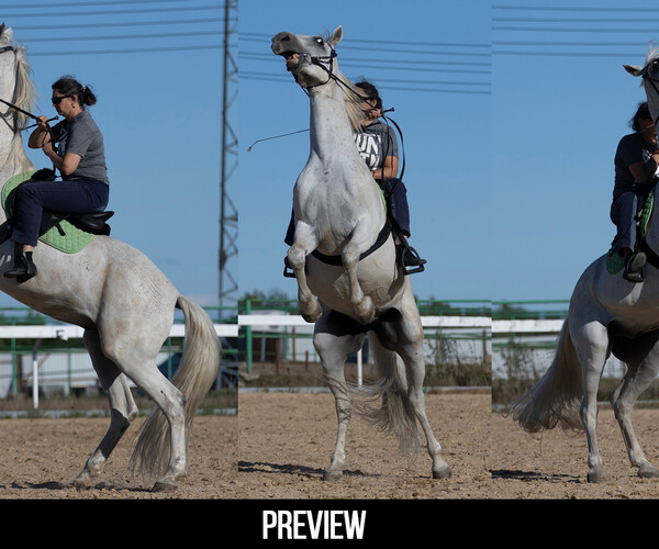 ArtStation - 300+ Horses Reference Pictures | Resources