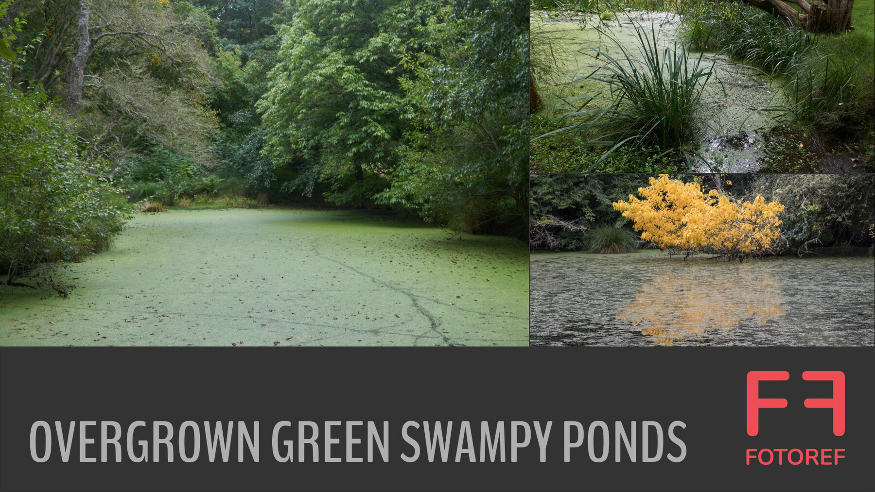 ArtStation - 276 photos of Overgrown Green Swampy Ponds | Resources