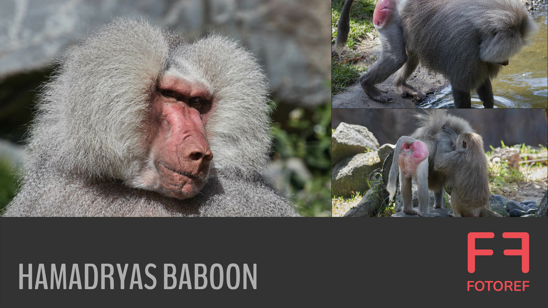 ArtStation - 175 photos of Hamadryas Baboon | Resources