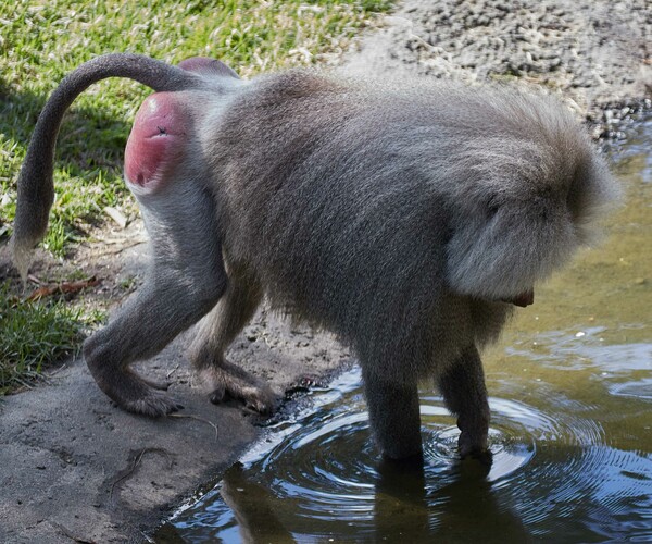 ArtStation - 175 photos of Hamadryas Baboon | Resources
