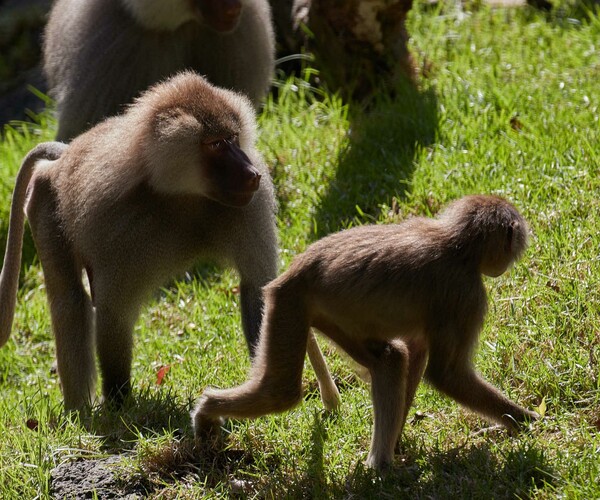 ArtStation - 175 photos of Hamadryas Baboon | Resources