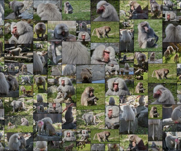 ArtStation - 175 photos of Hamadryas Baboon | Resources