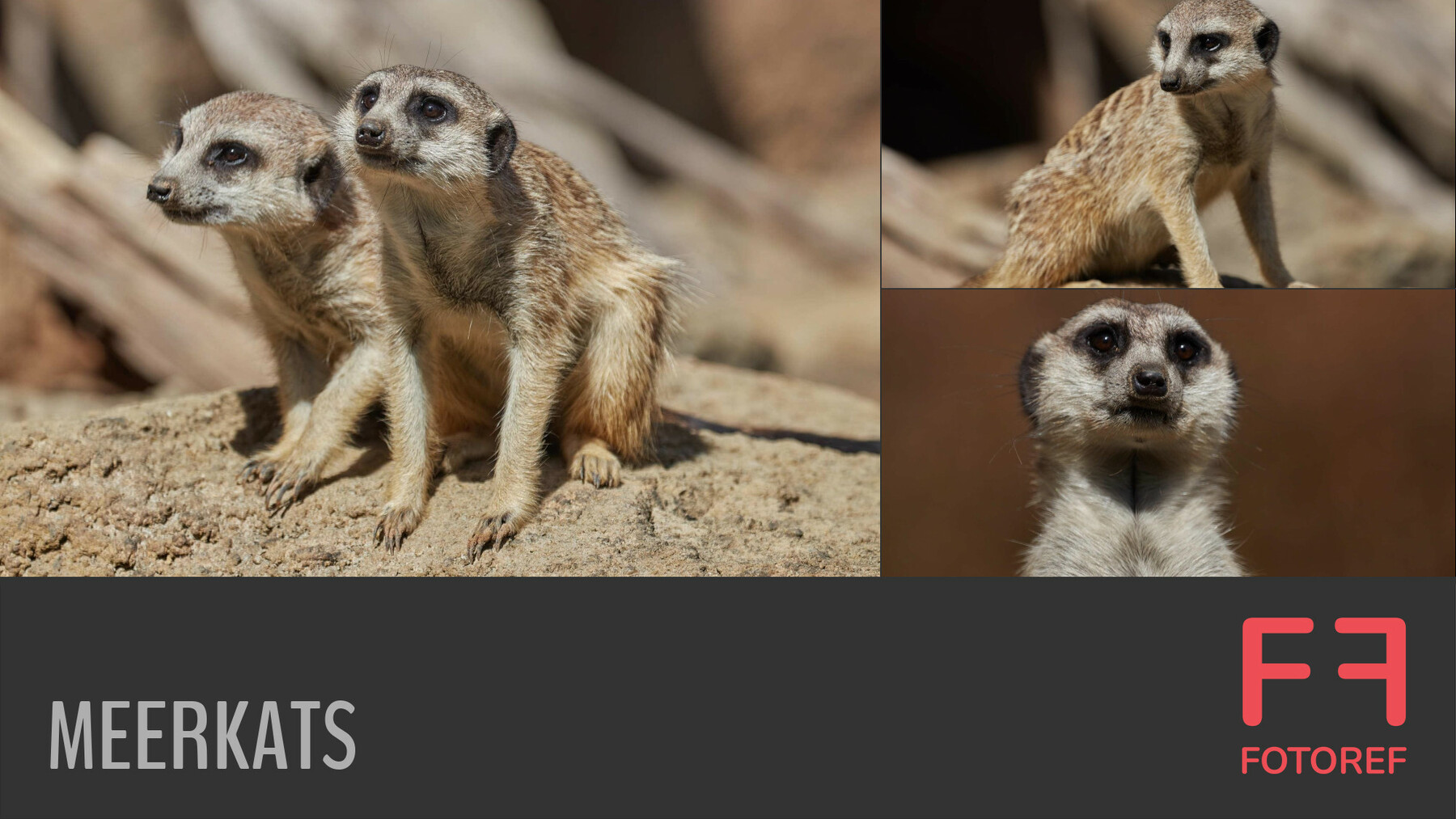 ArtStation - 172 photos of Meerkats | Resources