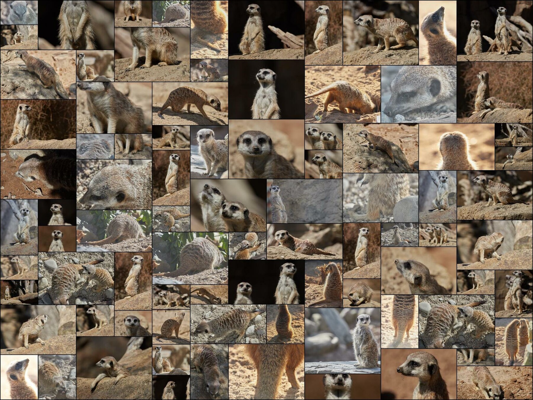 ArtStation - 172 photos of Meerkats | Resources