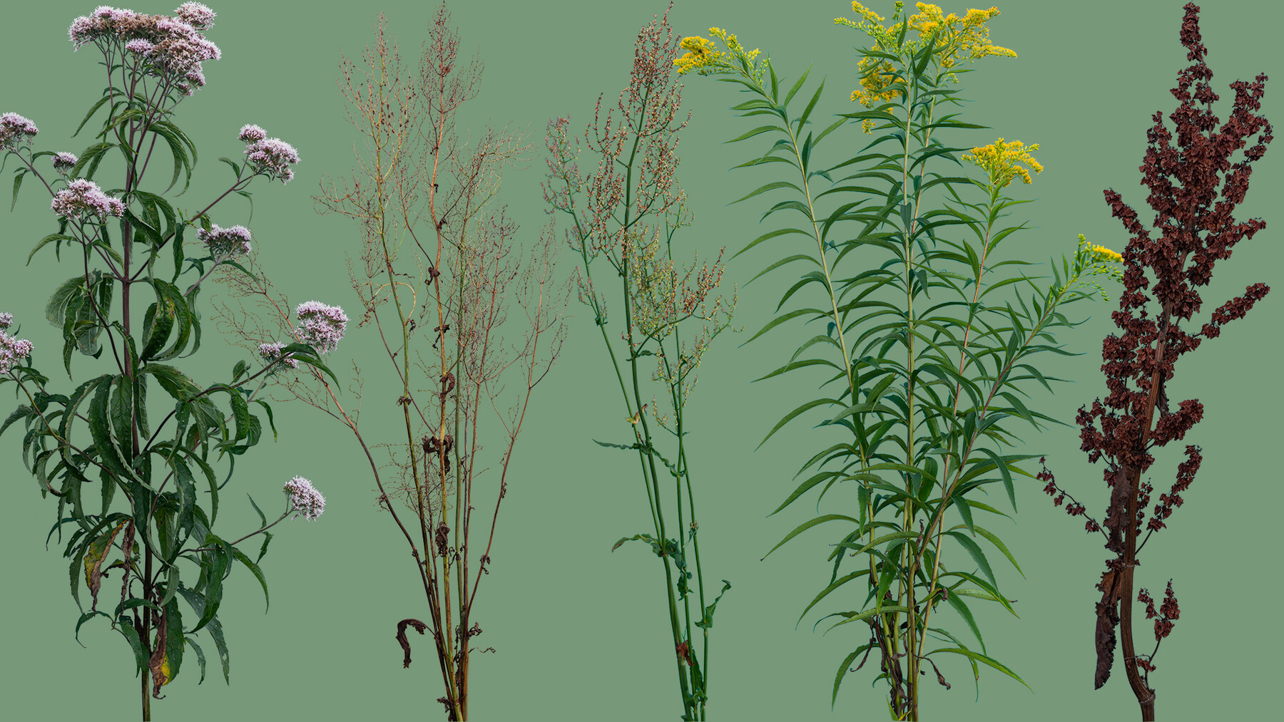 ArtStation - PNG Photo Pack: Meadow grass | Resources