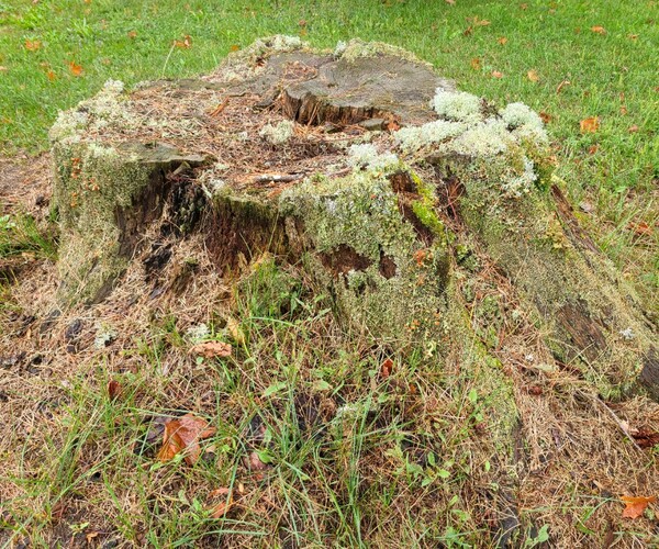 ArtStation - Various Tree Stumps | Resources