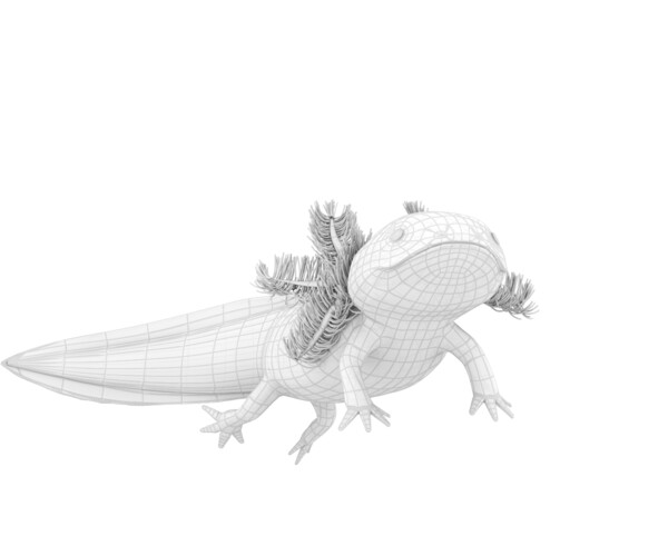 ArtStation - Axolotl | Game Assets