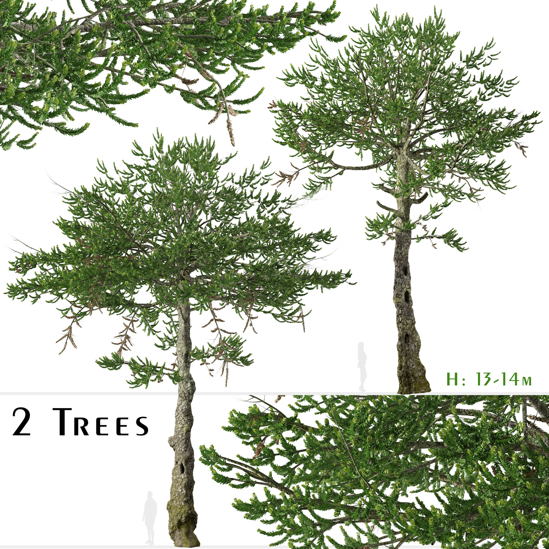 ArtStation - Set of Araucaria araucana Tree (Monkey puzzle) (2 Trees ...
