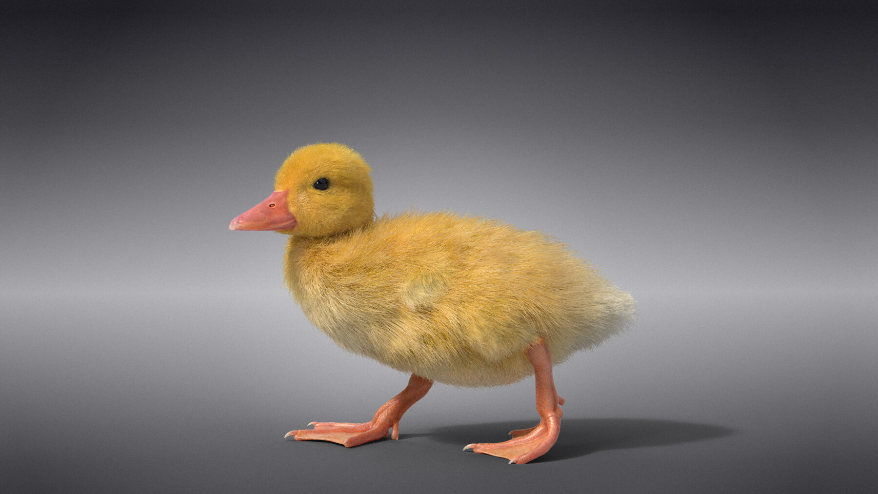 ArtStation - 3D Animal | Duckling | VFX Grace | Resources