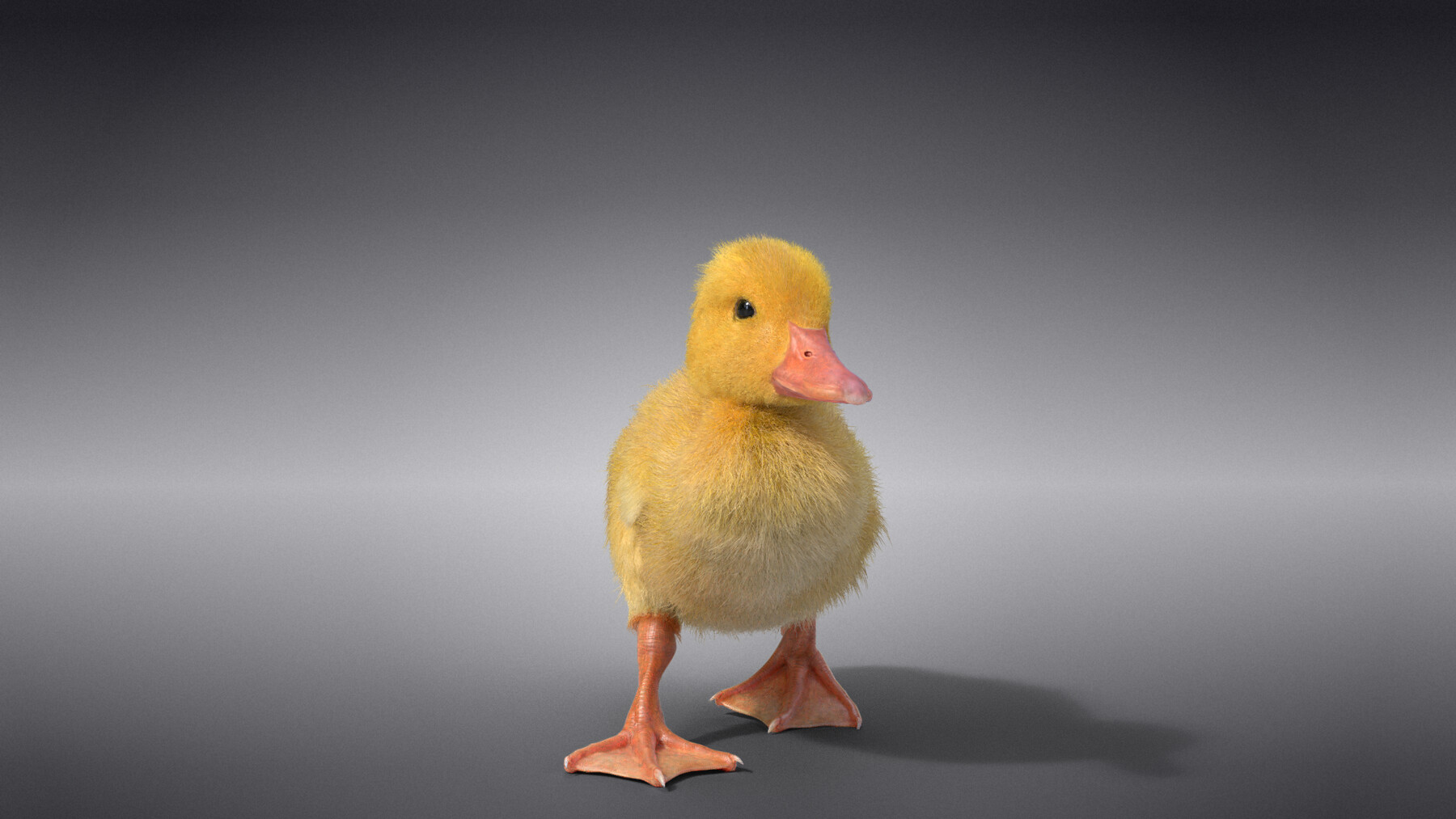 ArtStation - 3D Animal | Duckling | VFX Grace | Resources