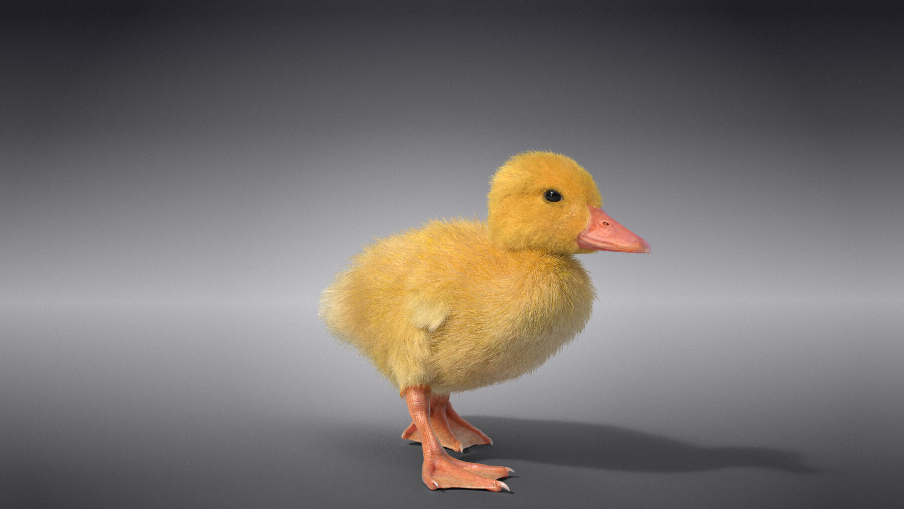 ArtStation - 3D Animal | Duckling | VFX Grace | Resources