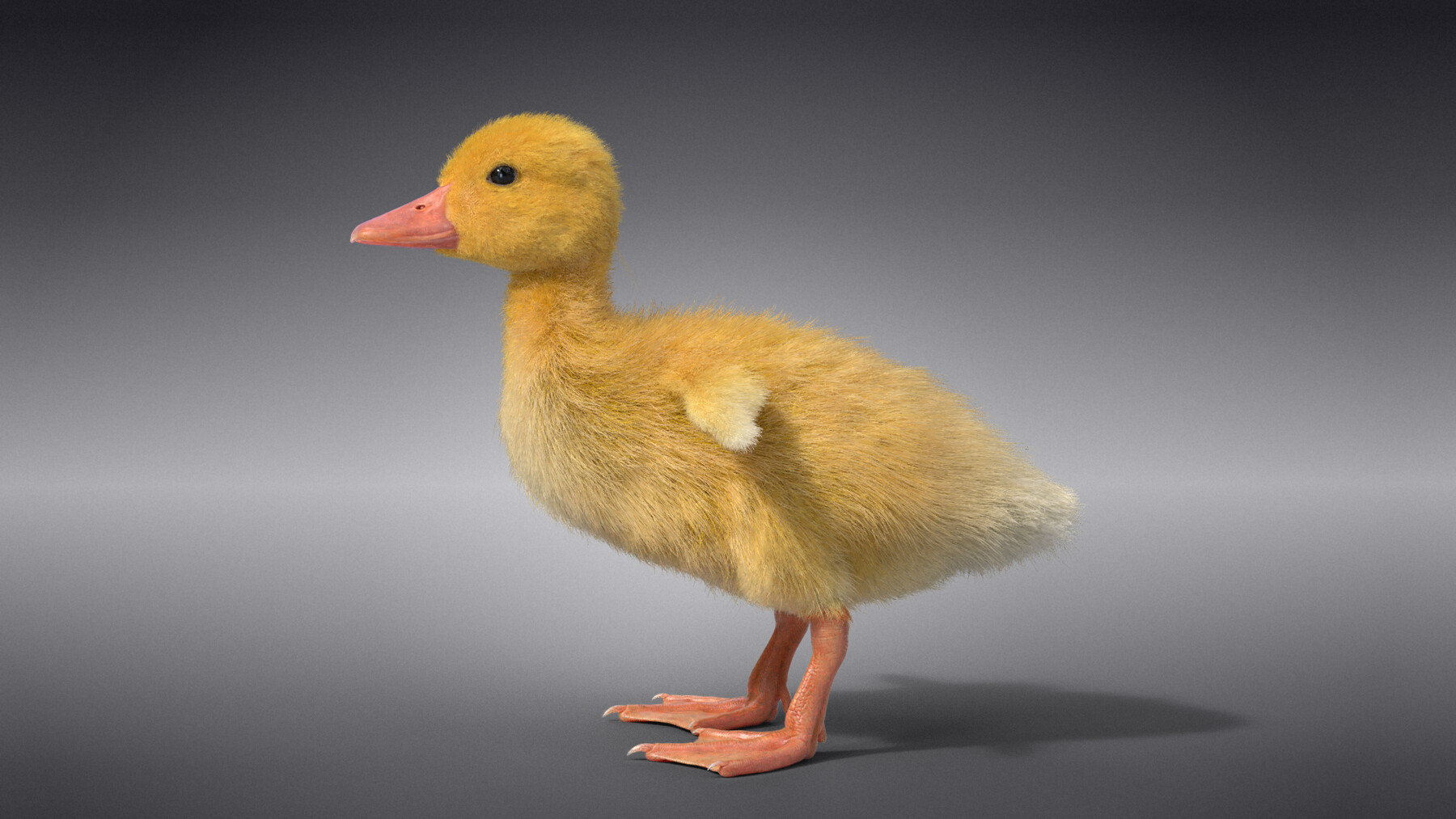 ArtStation - 3D Animal | Duckling | VFX Grace | Resources