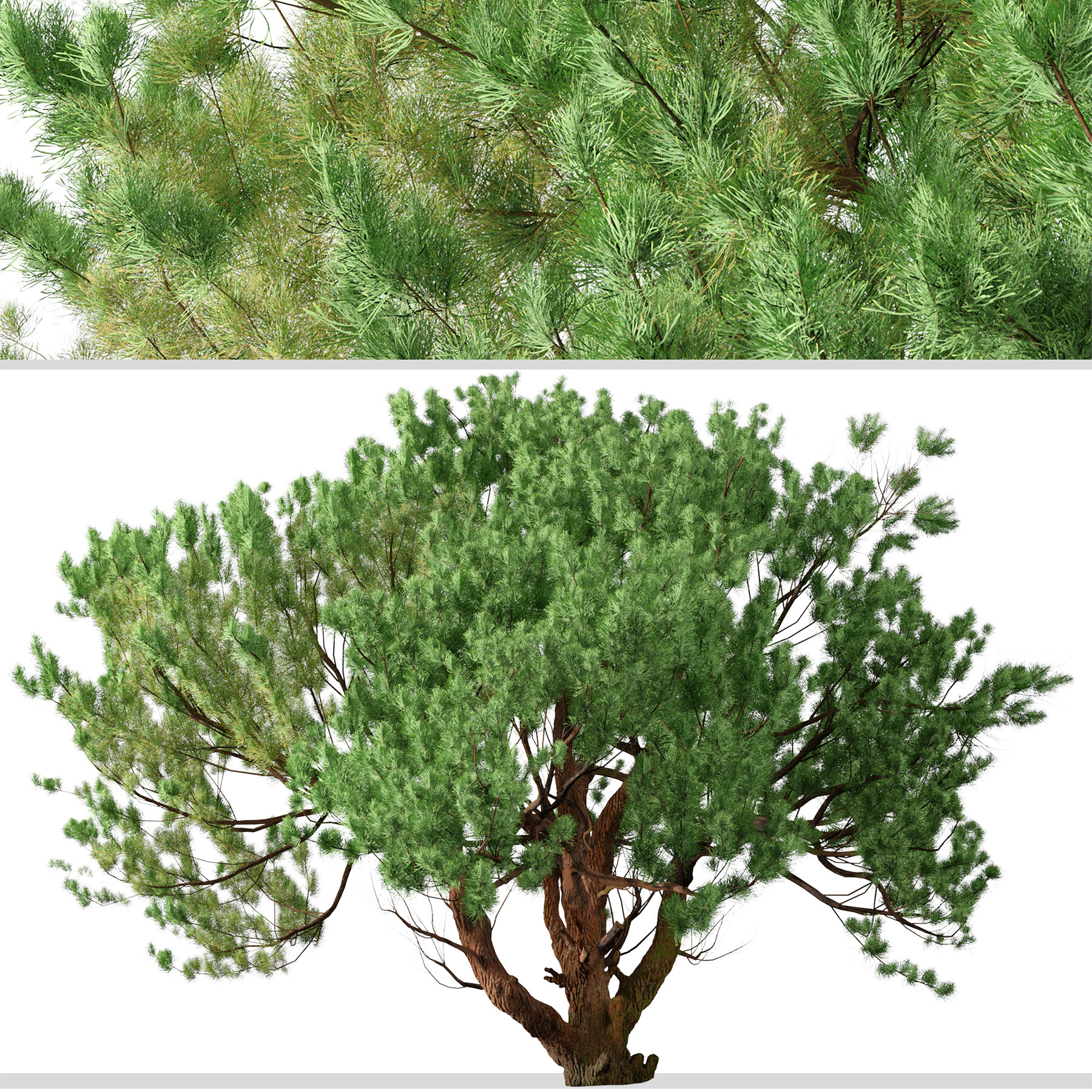 ArtStation - Set of Knobcone pine Tree (Pinus attenuata) (2 Trees) (3DsMAX-Blender-Cinema4D-FBX ...