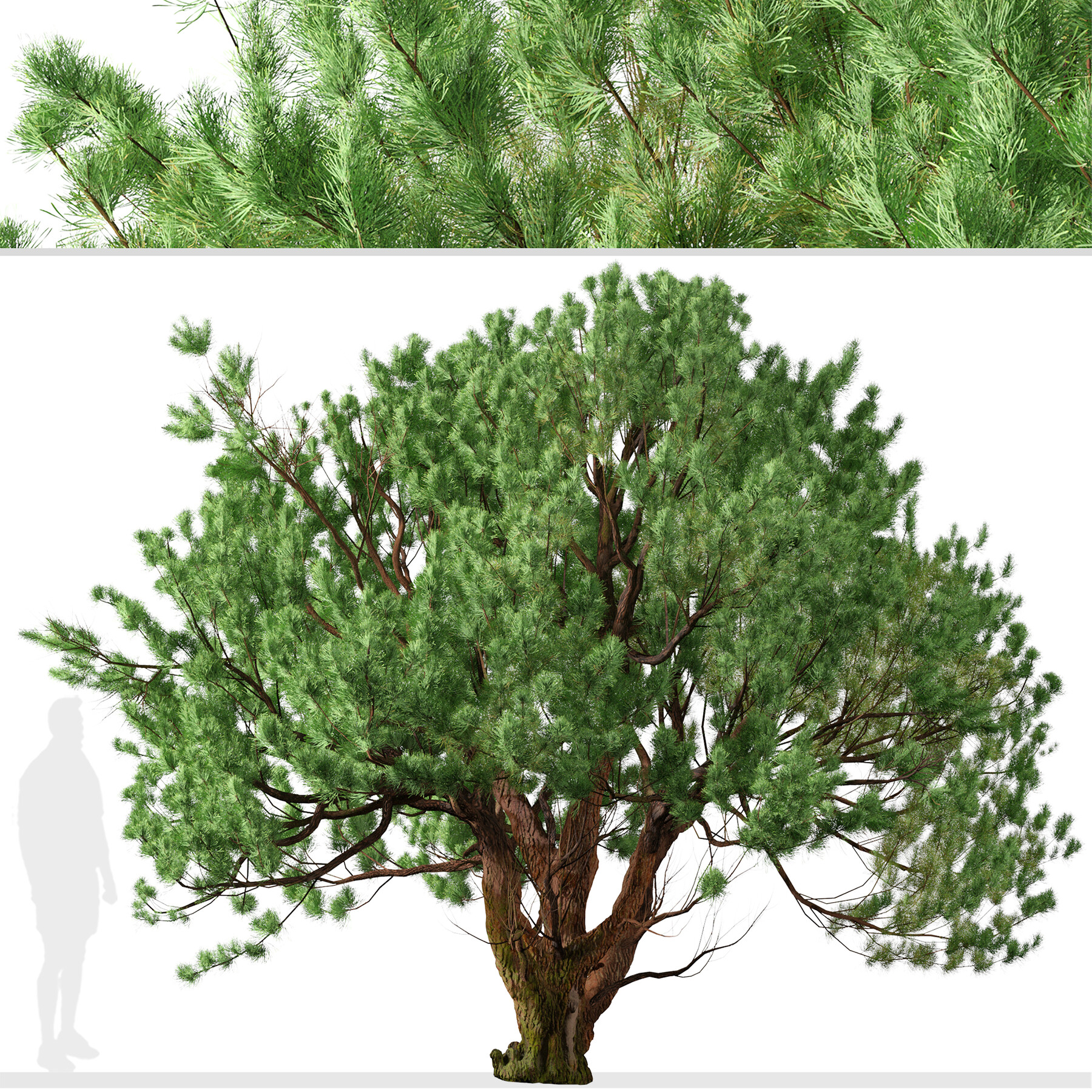 ArtStation - Set of Knobcone pine Tree (Pinus attenuata) (2 Trees) (3DsMAX-Blender-Cinema4D-FBX ...