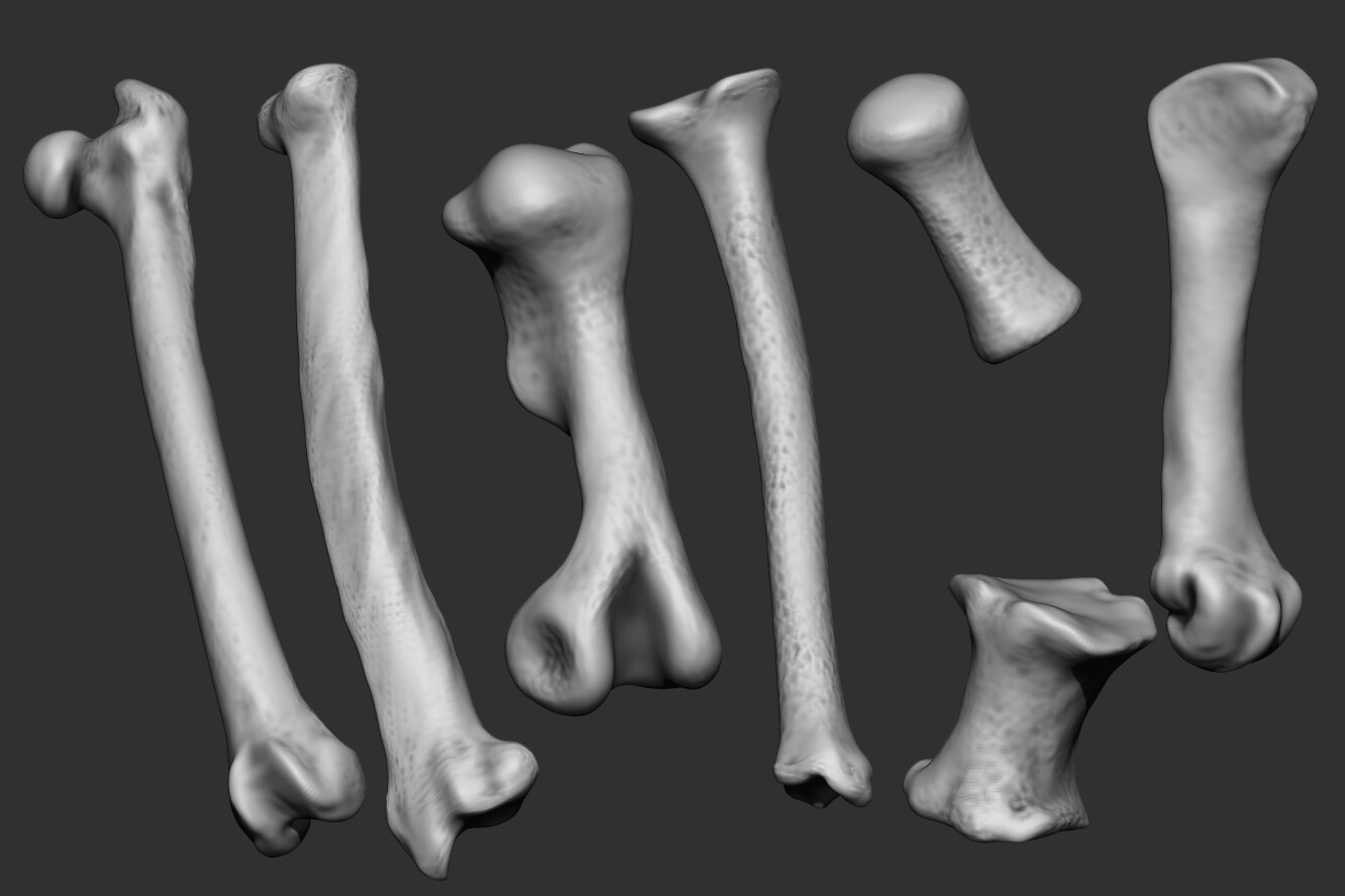 ArtStation - Pack of different animal bones IMM brush. | Brushes
