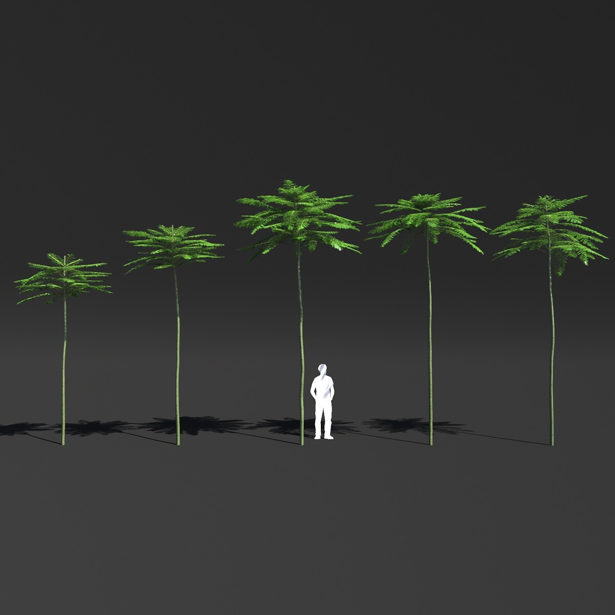 Visualworks Studio - Schizolobium Parahyba VOL 2 GROWFX - PAKIS BRAZIL ...