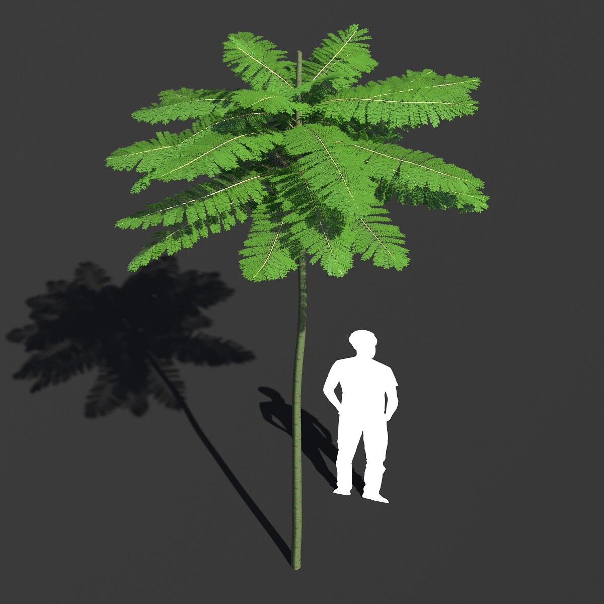 Visualworks Studio - Schizolobium Parahyba VOL 2 GROWFX - PAKIS BRAZIL ...