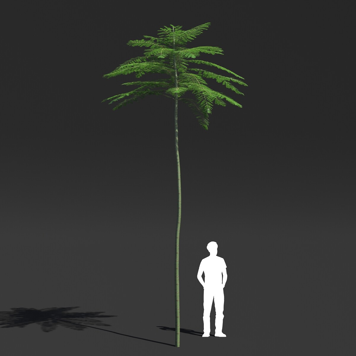 Visualworks Studio - Schizolobium Parahyba VOL 2 GROWFX - PAKIS BRAZIL ...