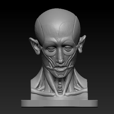 ArtStation - Muscular Head 3D ( 2021) | Resources