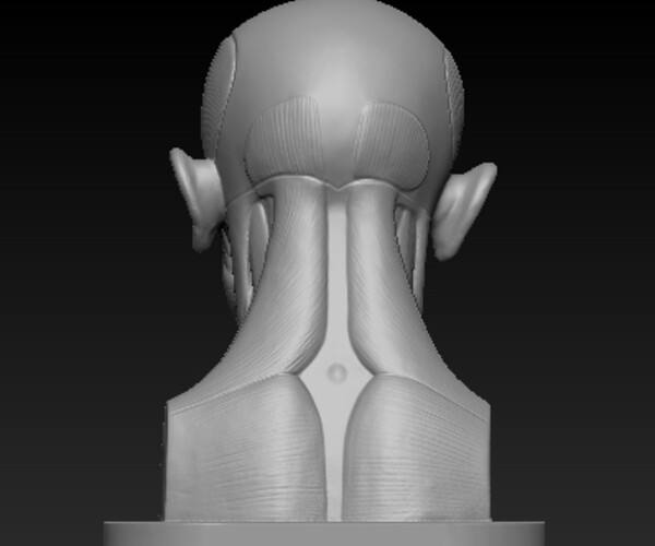 ArtStation - Muscular Head 3D ( 2021) | Resources