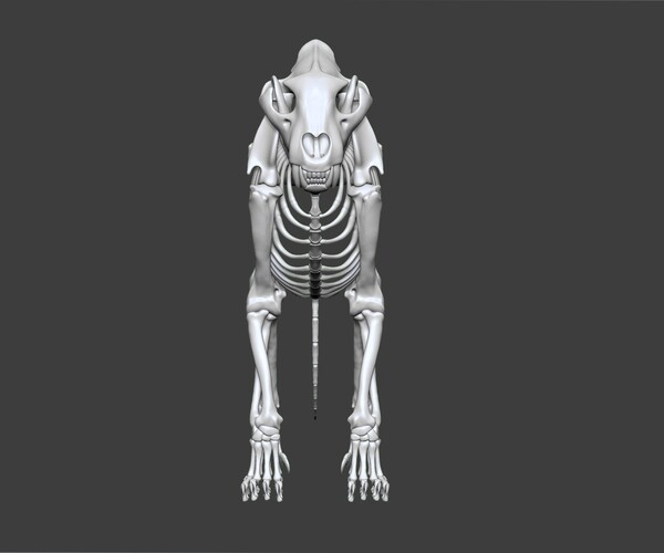 ArtStation - 3D Lion Skeleton | Game Assets