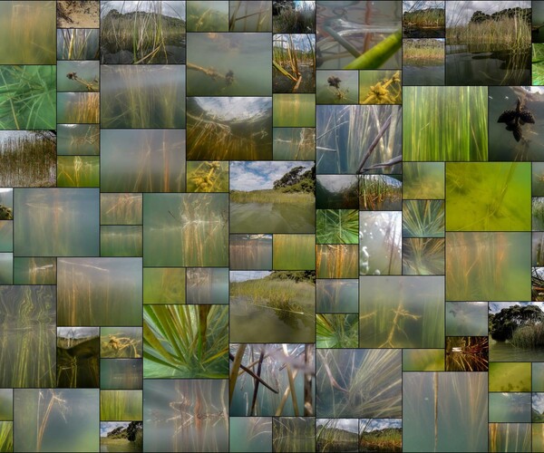ArtStation - 371 photos of Underwater Ghost Reeds | Resources