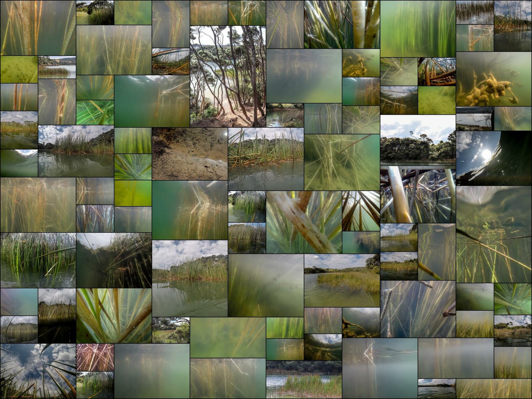 ArtStation - 371 photos of Underwater Ghost Reeds | Resources