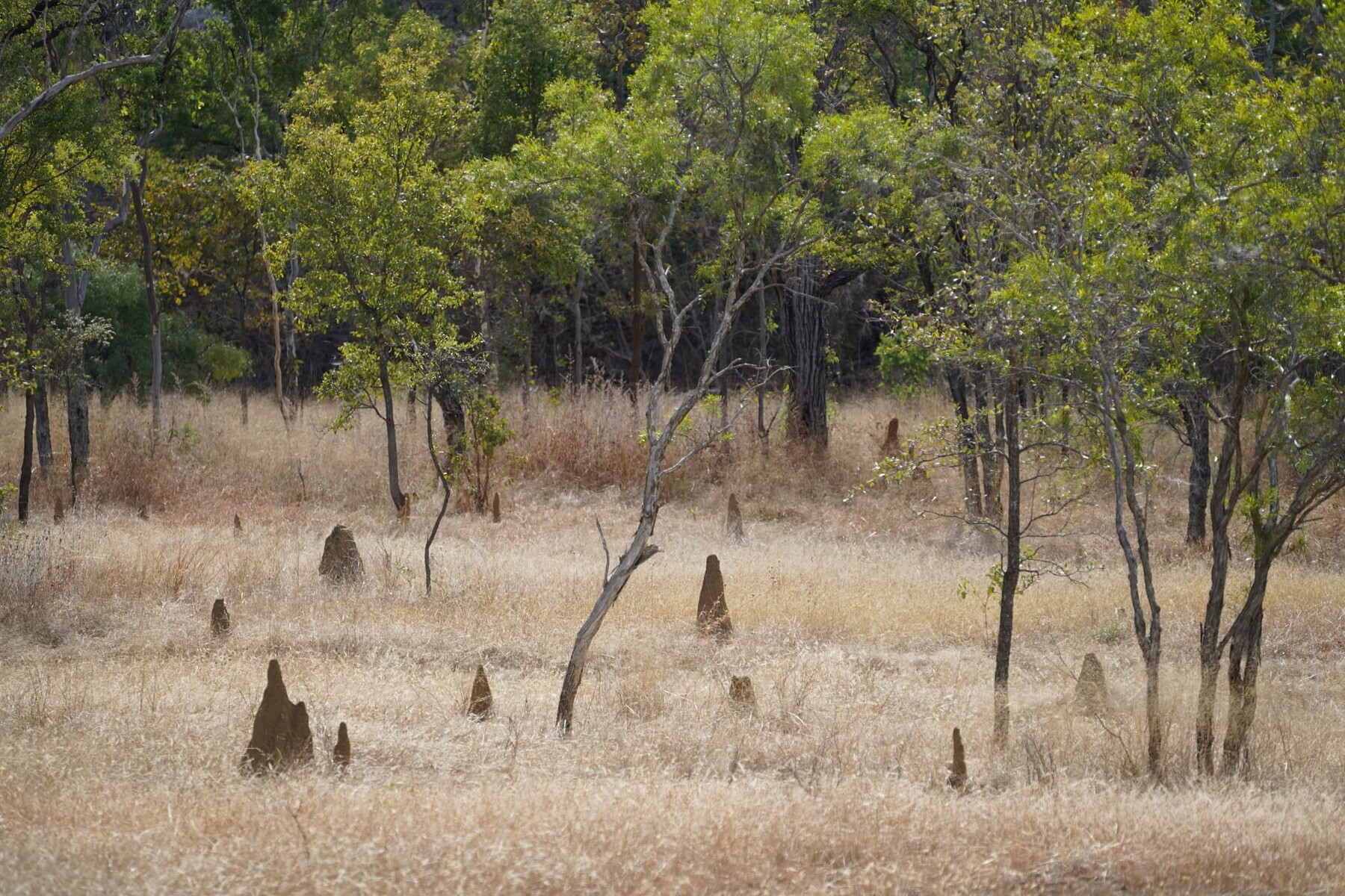 ArtStation - 150 photos of Small Termite Mounds Bush Forest | Resources