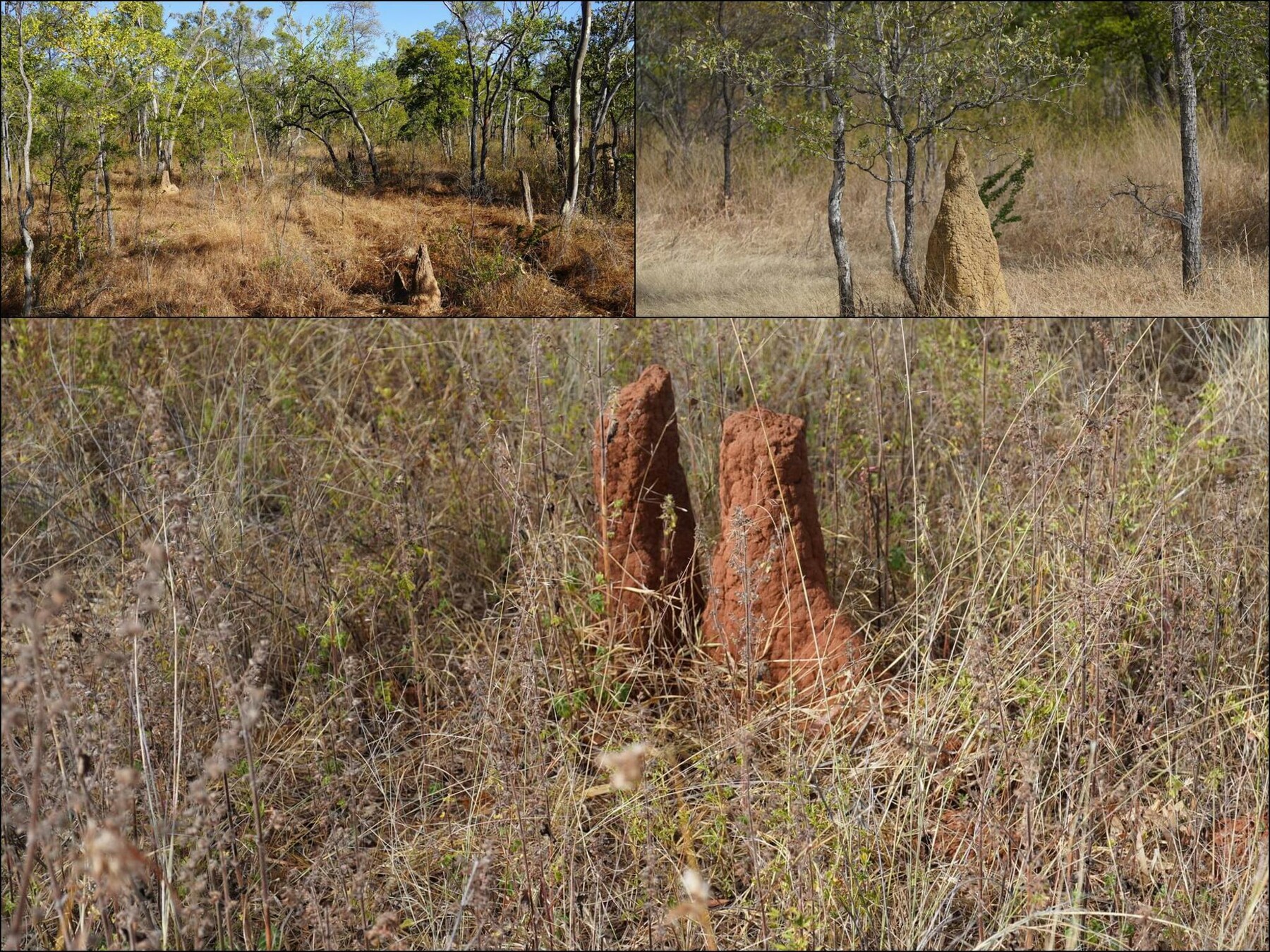 ArtStation - 150 photos of Small Termite Mounds Bush Forest | Resources
