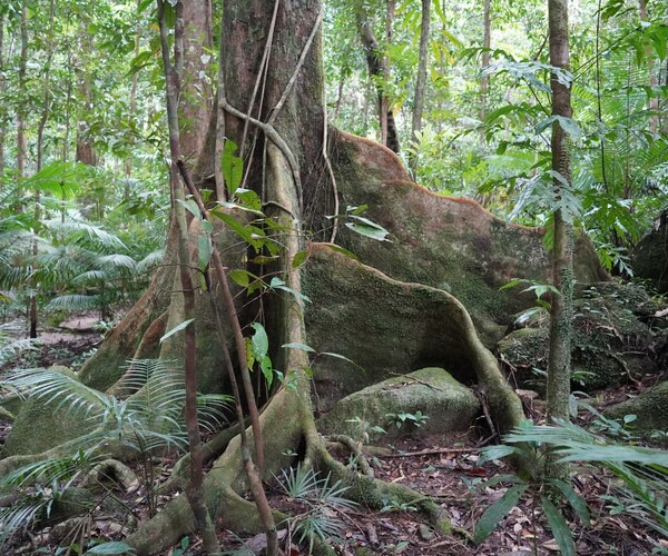 ArtStation - 178 photos of Large Tropical Trees Forest | Resources