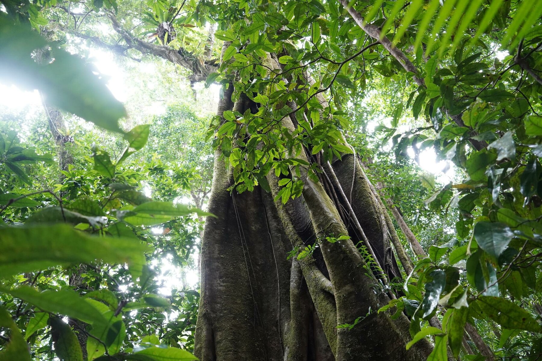 ArtStation - 178 photos of Large Tropical Trees Forest | Resources