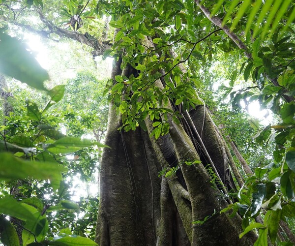 ArtStation - 178 photos of Large Tropical Trees Forest | Resources