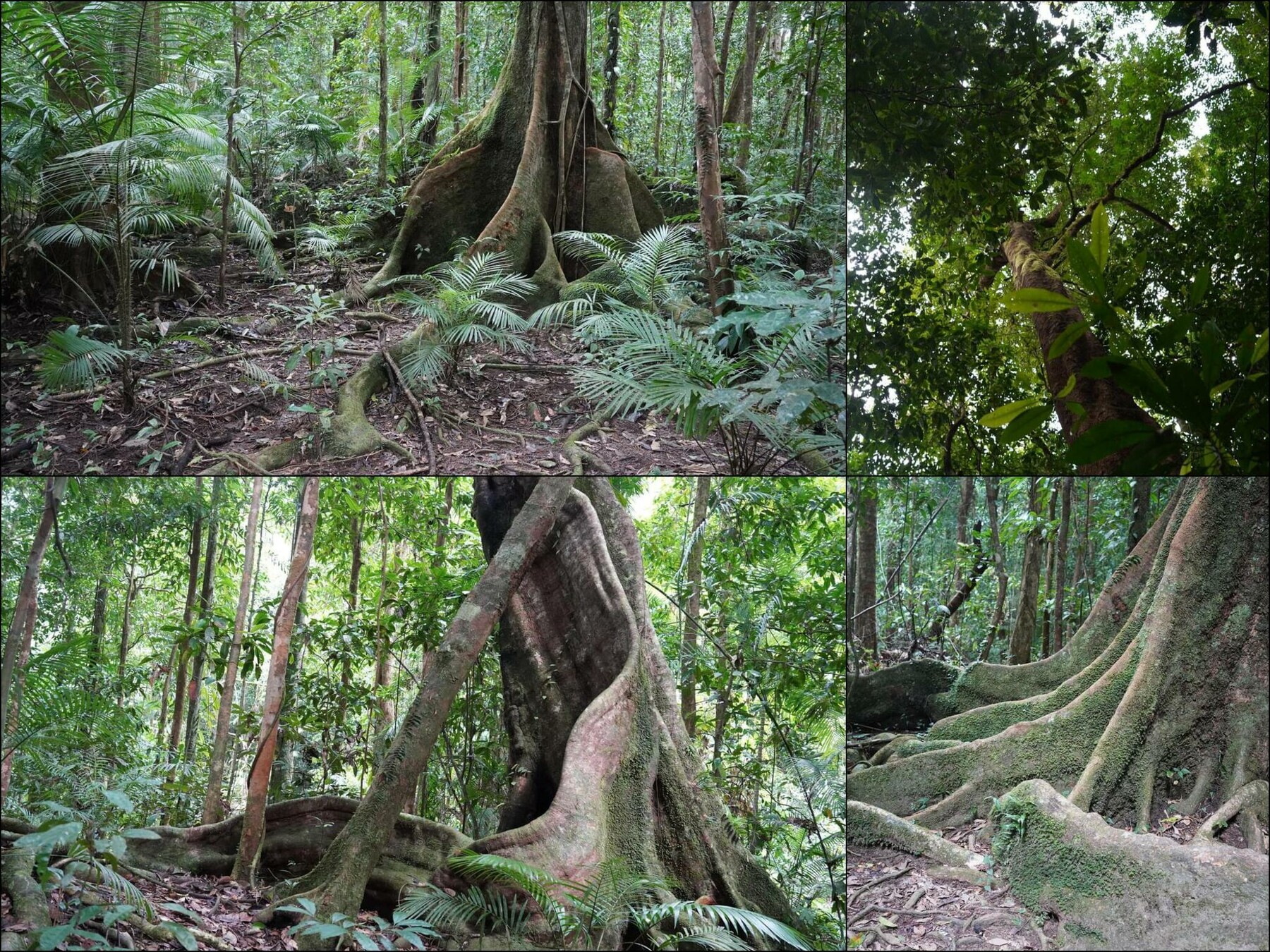 ArtStation - 178 photos of Large Tropical Trees Forest | Resources