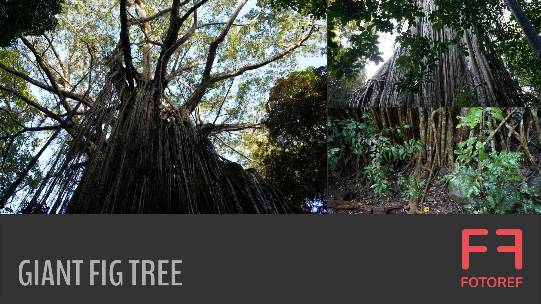 FOTOREF.COM Photo Packs - 85 photos of Giant Fig Tree