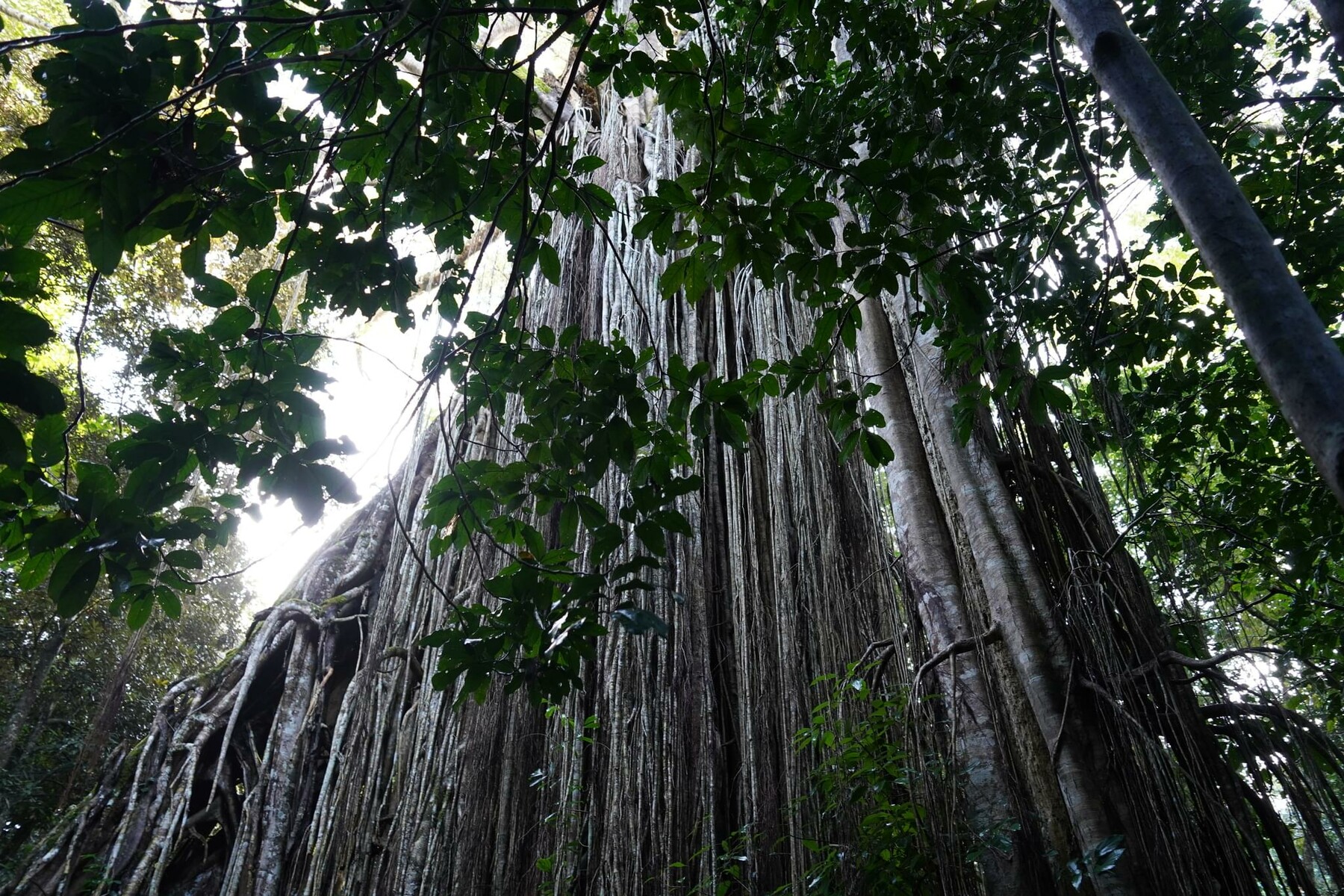 FOTOREF.COM Photo Packs - 85 photos of Giant Fig Tree