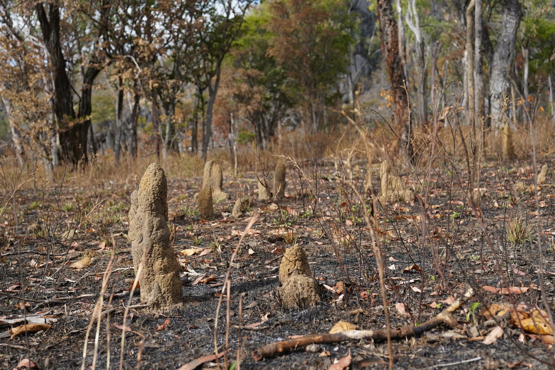 ArtStation - 108 photos of Burned Termite Bush Forest | Resources