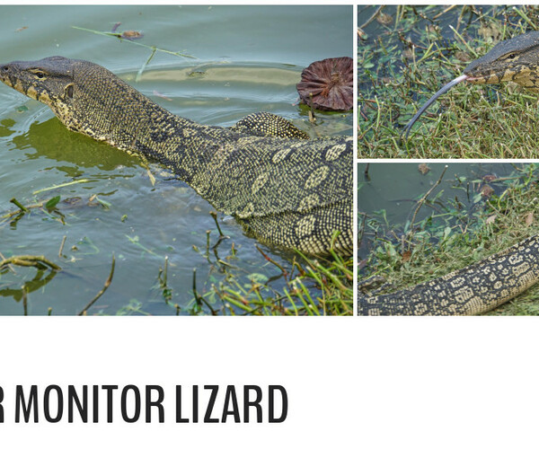 ArtStation - 30 photos of Water Monitor Lizard | Resources