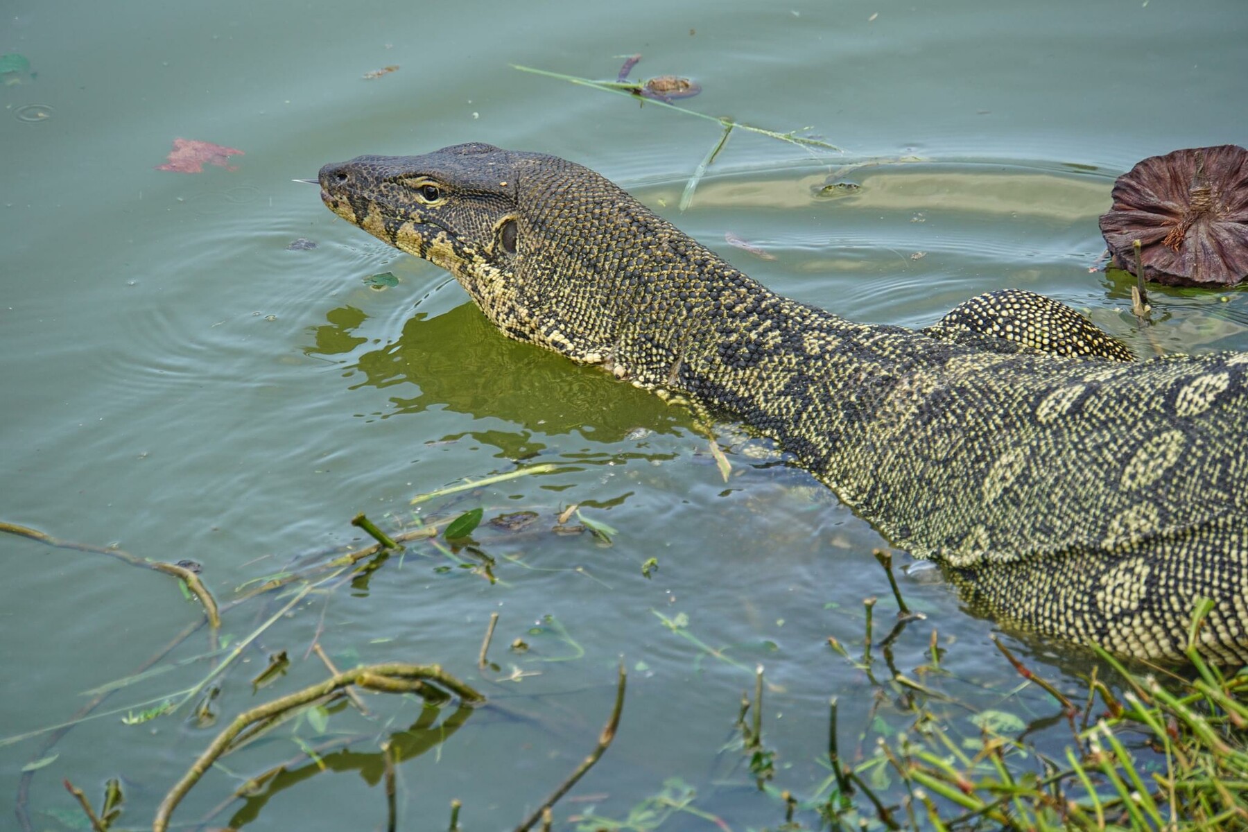 ArtStation - 30 photos of Water Monitor Lizard | Resources