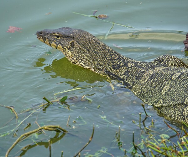 ArtStation - 30 photos of Water Monitor Lizard | Resources
