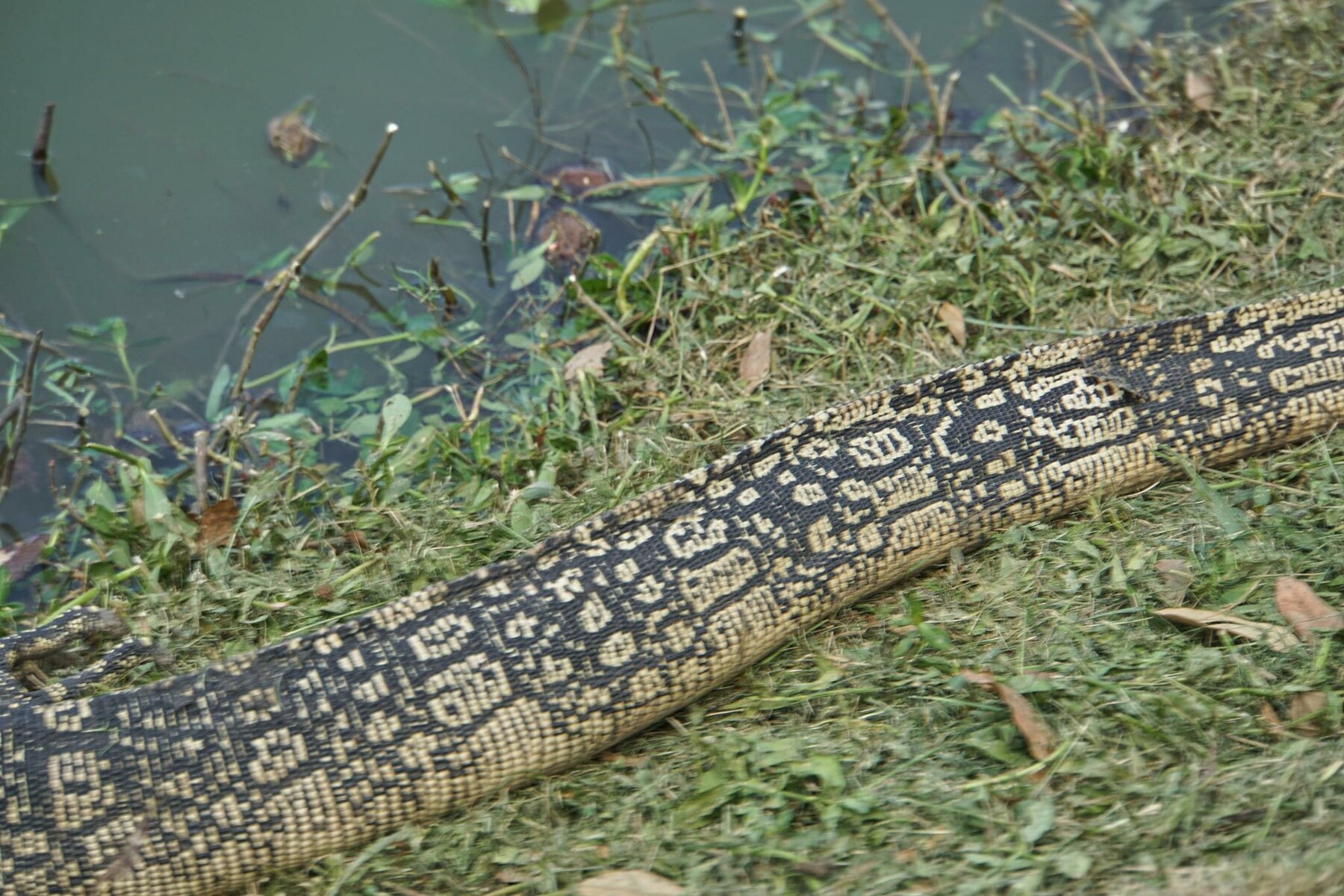 ArtStation - 30 photos of Water Monitor Lizard | Resources