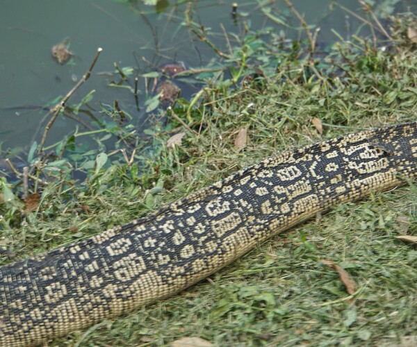 ArtStation - 30 photos of Water Monitor Lizard | Resources