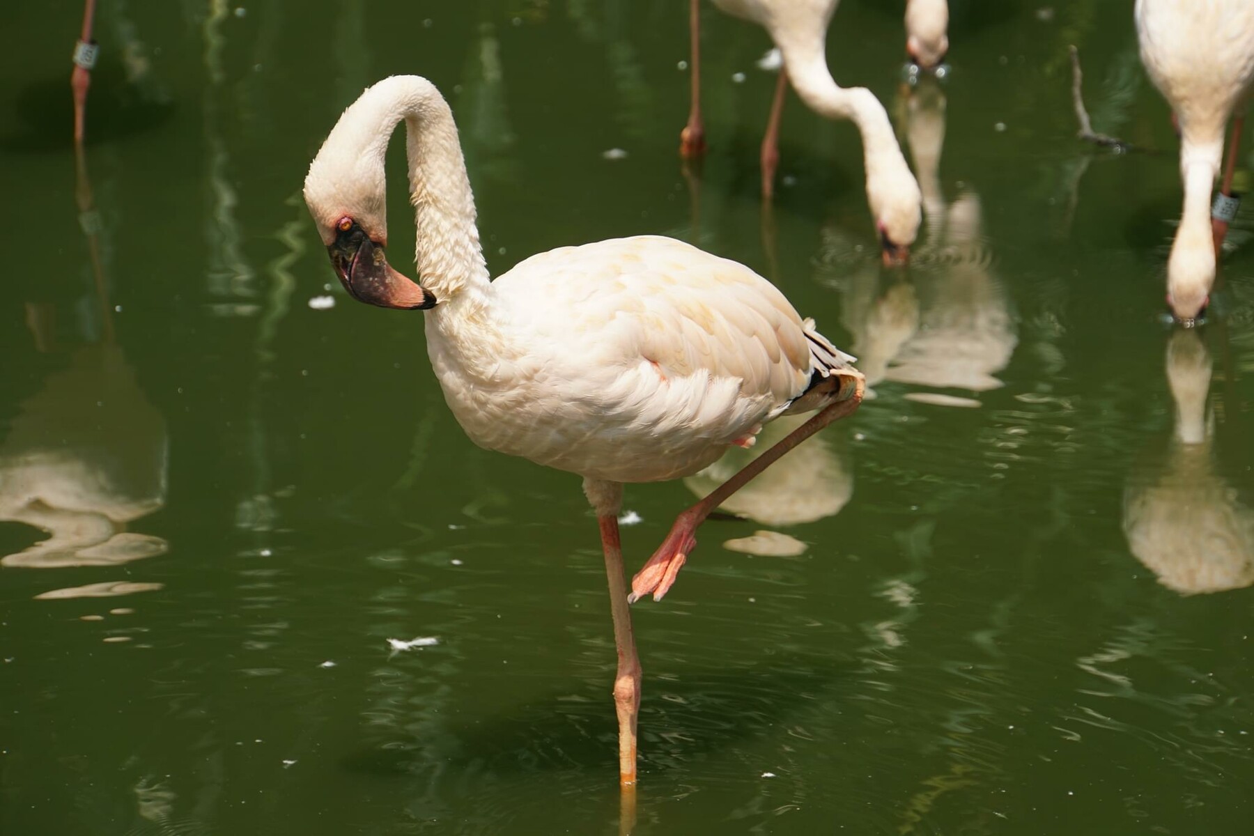 ArtStation - 42 photos of Lesser Flamingo | Resources