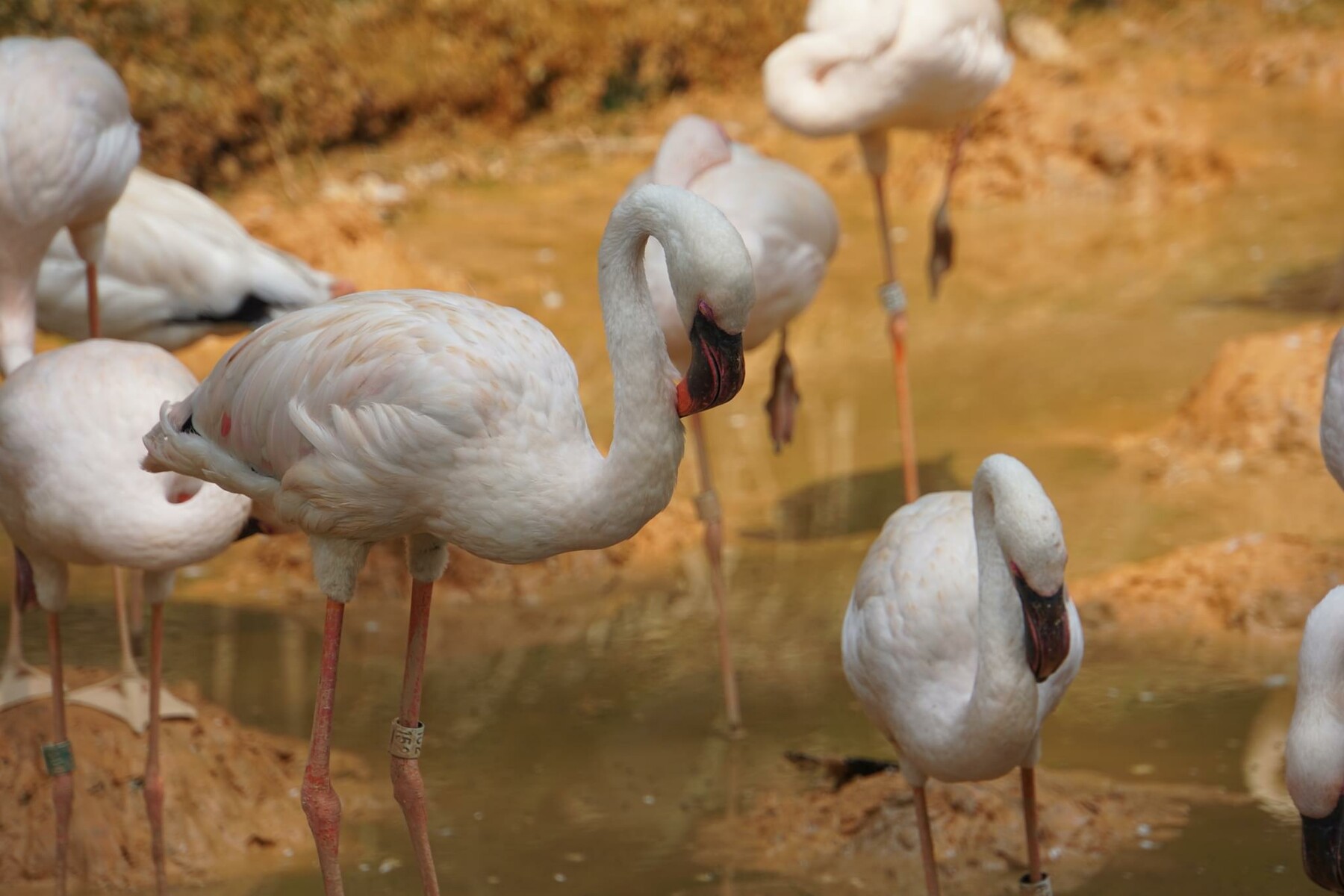 ArtStation - 42 photos of Lesser Flamingo | Resources