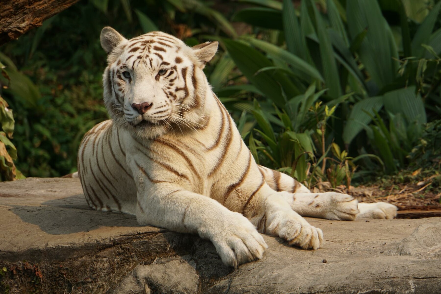 ArtStation - 165 photos of White Tiger | Resources