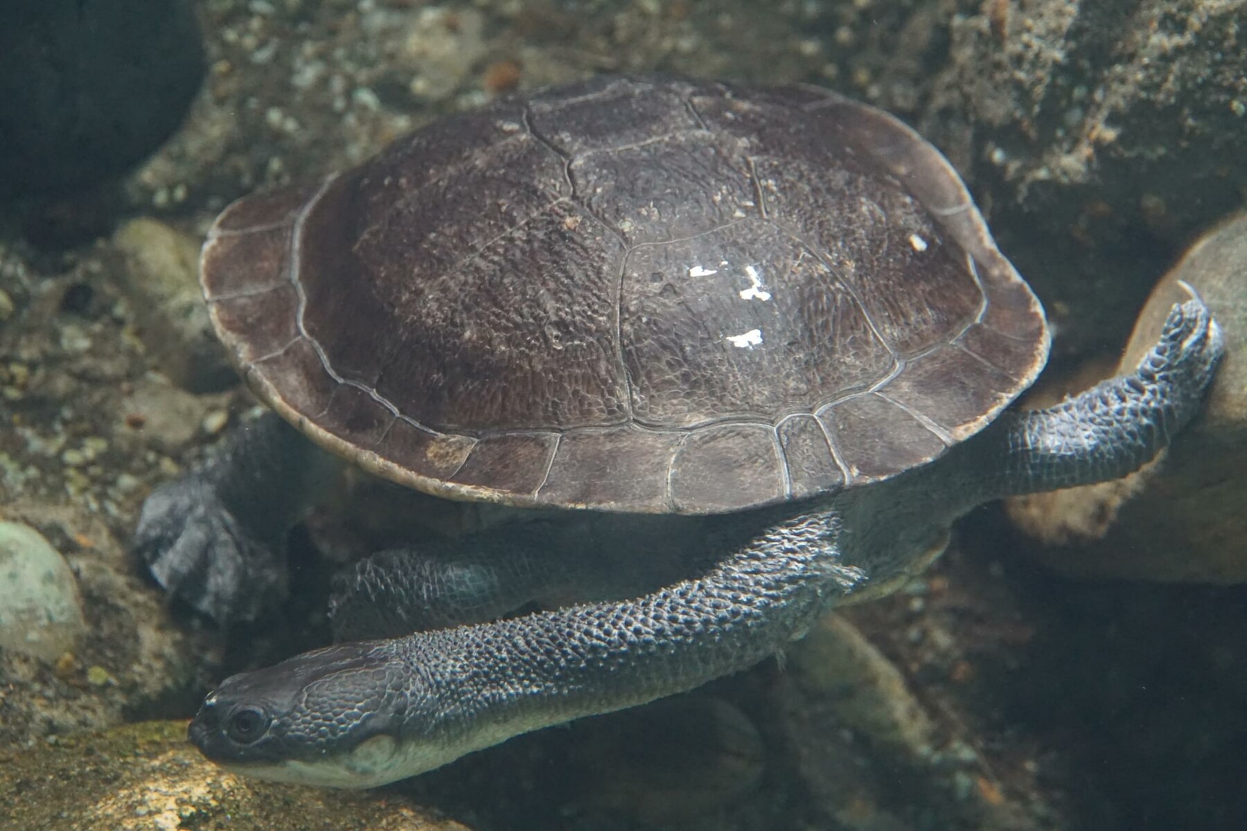 ArtStation - 97 photos of Snake-Necked Turtle | Resources
