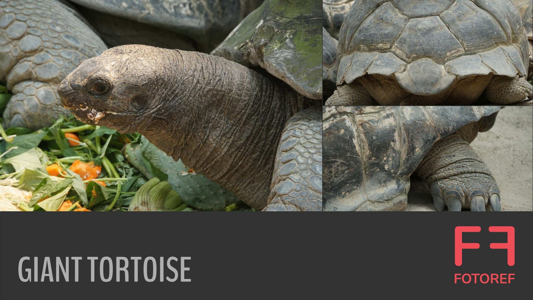 Tortoise In Medieval Time