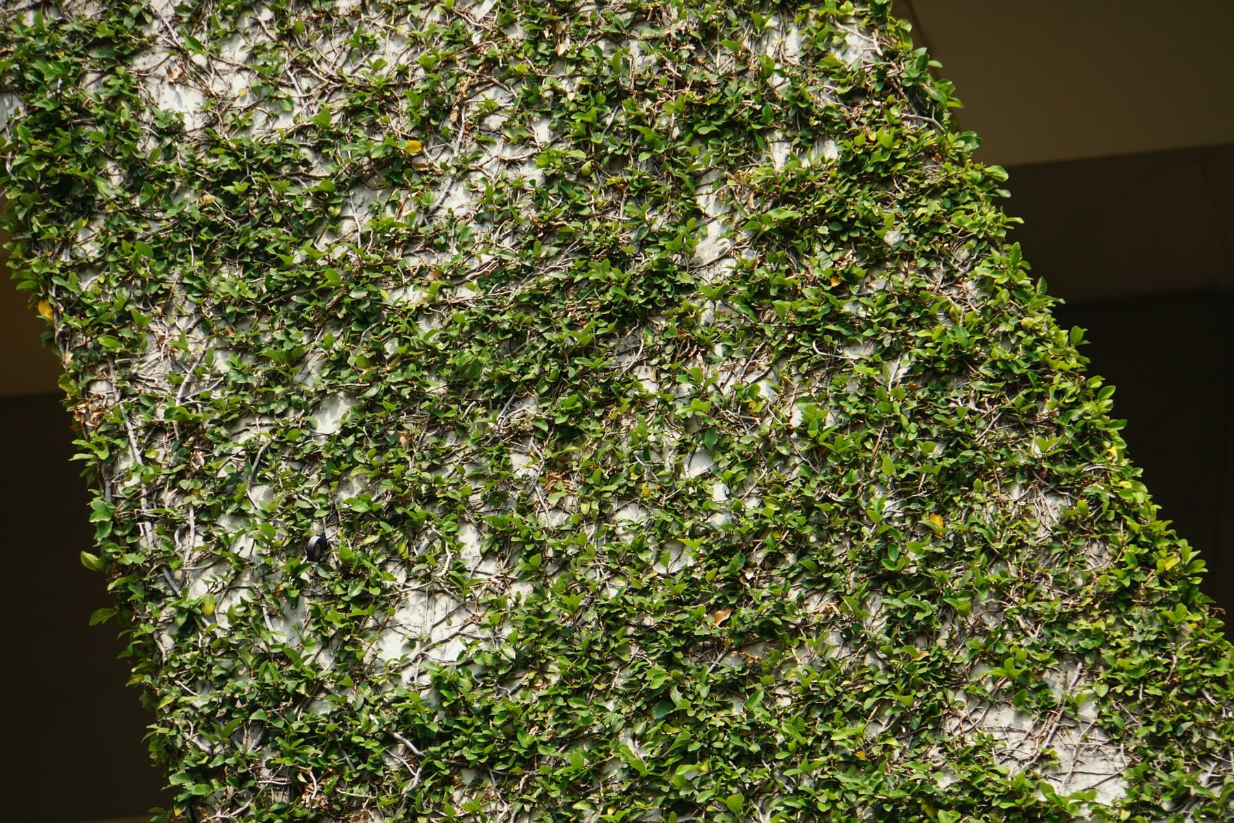 ArtStation - 159 photos of Overgrown Road Bridge Supports | Resources