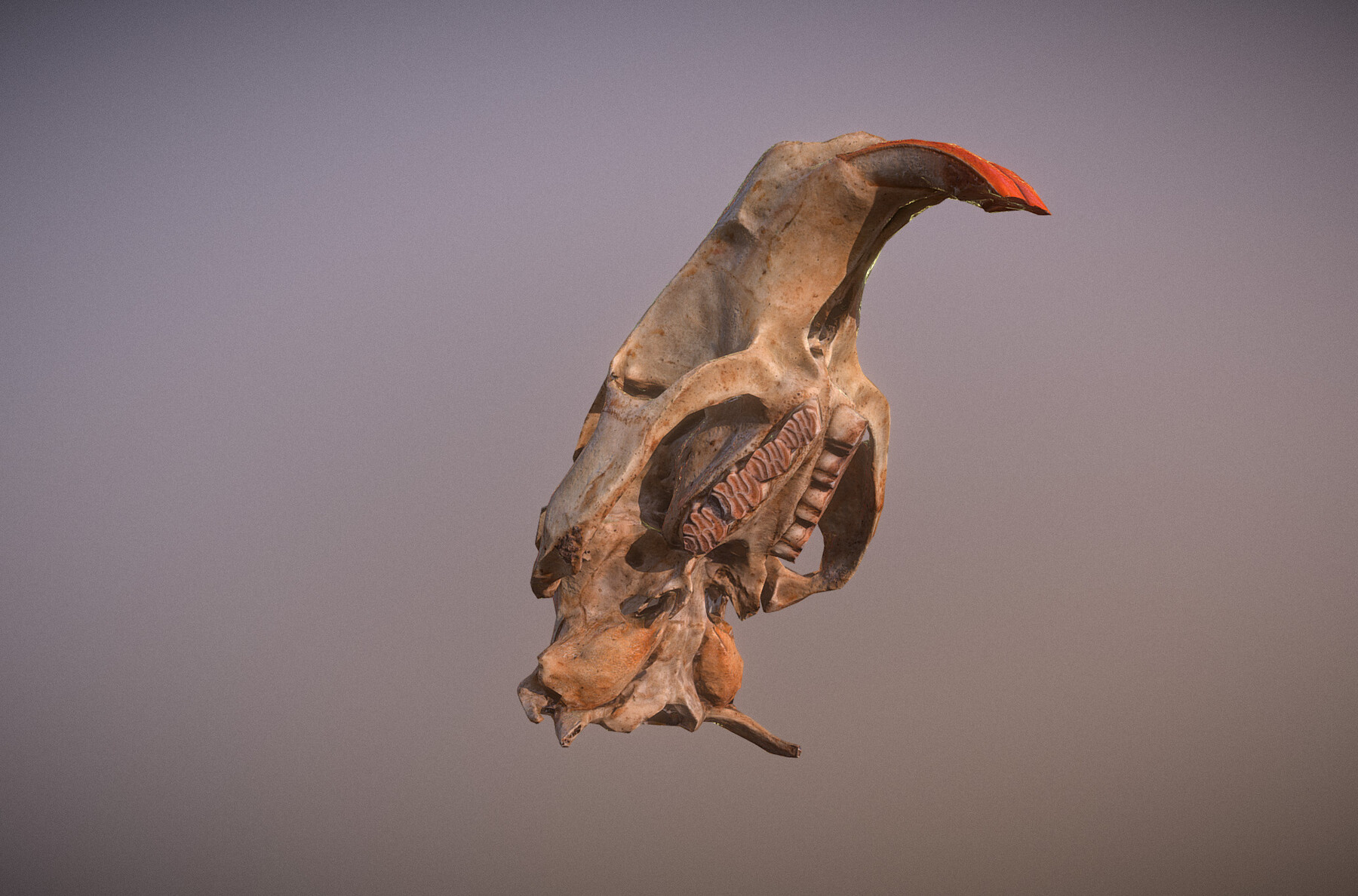 ArtStation - Nutria's skull | Game Assets