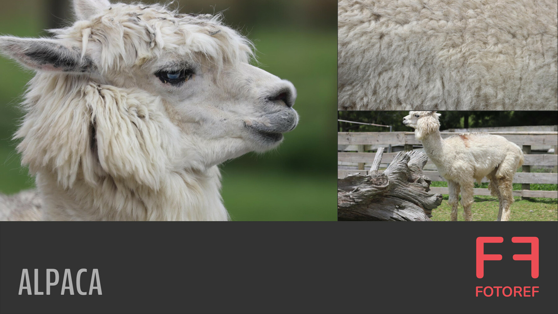 ArtStation - 81 photos of Alpaca | Resources