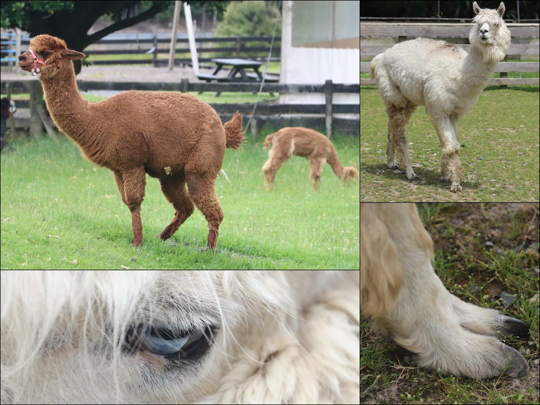 ArtStation - 81 photos of Alpaca | Resources
